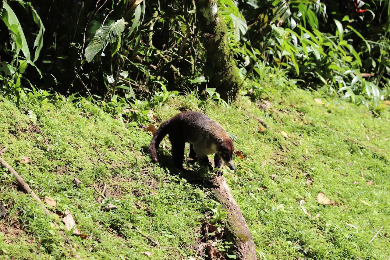 Wasserfälle und Vulkane in Costa Rica • Abenteuer Vanlife