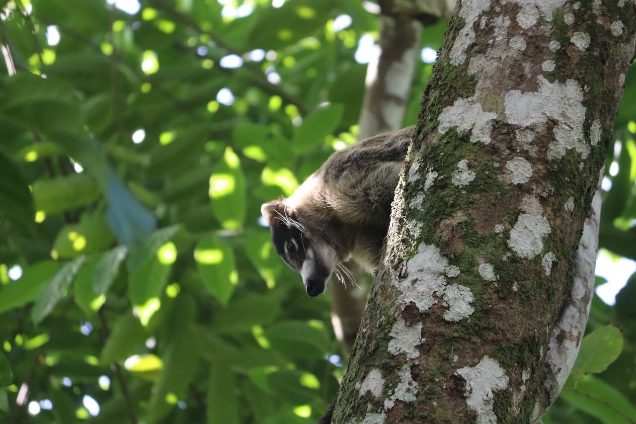 Karibikküste von Costa Rica • Abenteuer Vanlife