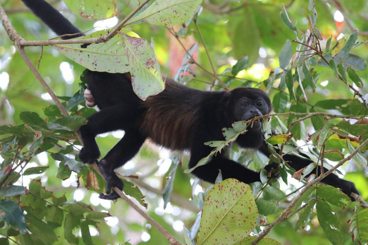 Karibikküste von Costa Rica • Abenteuer Vanlife