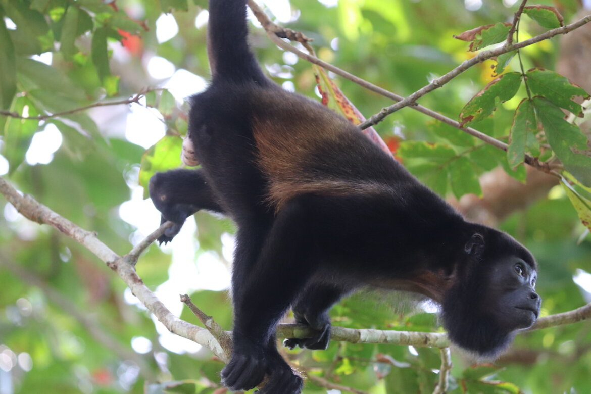 Karibikküste von Costa Rica • Abenteuer Vanlife